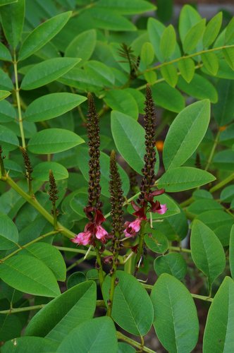 Indigofera tinctoria | Indigofera sumatrana | True Indigo | plant lust