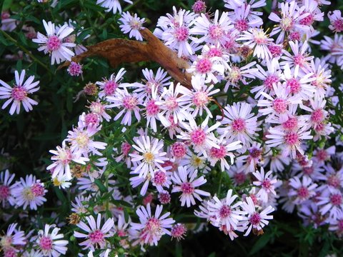 Symphyotrichum 'Little Carlow' | Aster cordifolius 'Little Carlow ...
