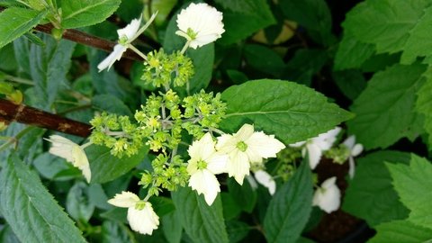 Hydrangea chinensis Golden Crane® | Hydrangea angustifolium 'Golden ...