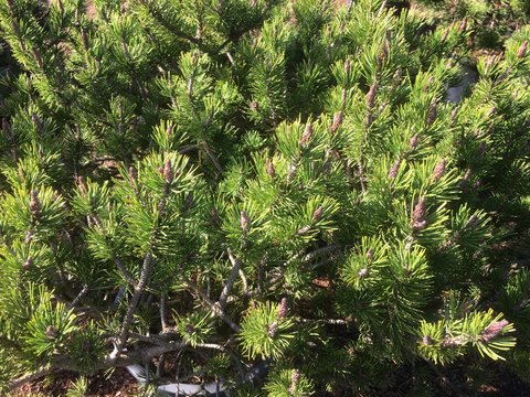 Pinus contorta 'Spaan's Dwarf' | Spaans Dwarf Shore Pine | plant lust