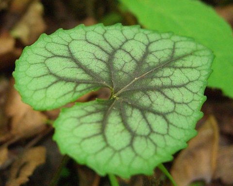 Viola hastata | Halberdleaf Yellow Violet | plant lust