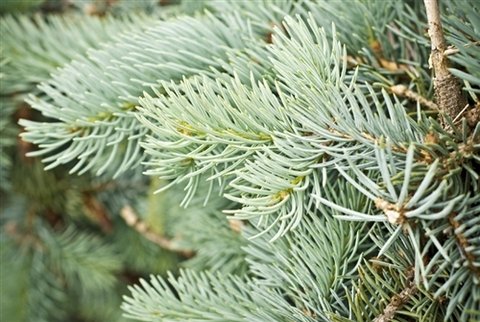 Picea pungens 'Glauca Procumbens' | Blue Procumbent Colorado Spruce ...