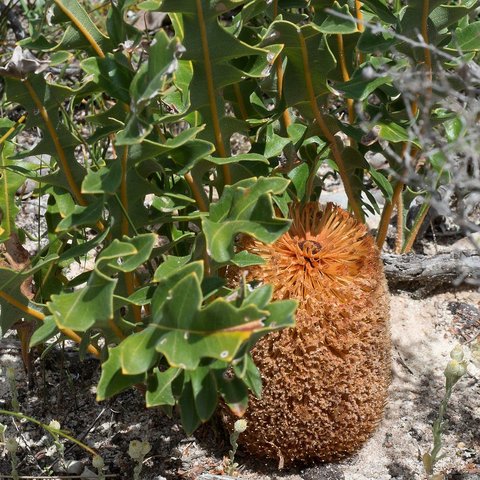 Banksia repens | Creeping Banksia | plant lust
