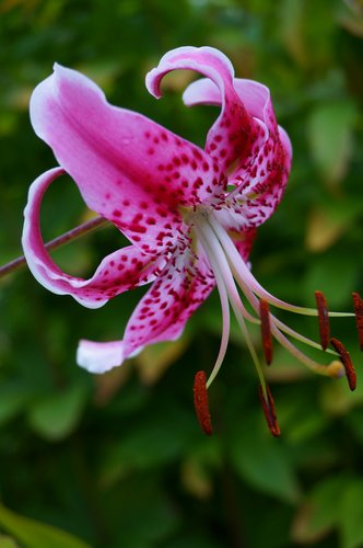 Lilium speciosum var. rubrum | Red Japanese Show Lily | plant lust
