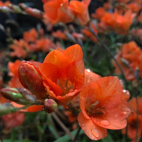 Tritonia 'Butter Orange' | | plant lust