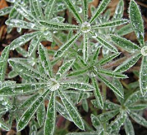 Lupinus formosus | Summer Lupine | plant lust