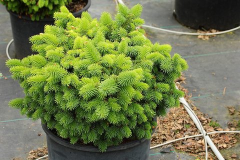 Picea pungens 'Mrs. Cesarini' | Mrs. Cesarini Dwarf Colorado Spruce ...