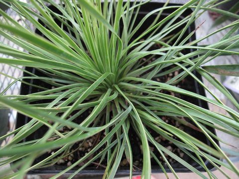 Yucca linearifolia | Yucca rostrata var. linearis | Linear Leaf Yucca ...