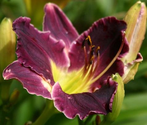 Hemerocallis 'Purple Petaloid' | Purple Petaloid Daylily | plant lust