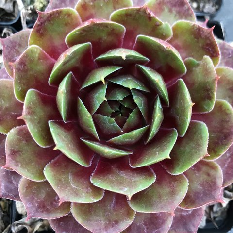 Sempervivum 'Jubilee' | | plant lust