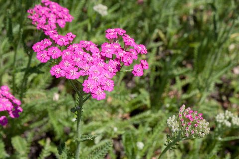 Achillea millefolium (Tutti Frutti series) 'Pink Grapefruit' | Achillea ...