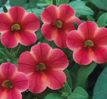 Calibrachoa from multiple nurseries on Plant Lust