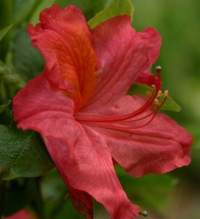 Mount Saint Helens Azalea | Azalea 'Mount Saint Helens' | Azalea Exbury ...