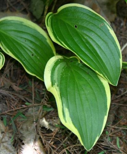 Hosta 'Goddess Of Athena' | plant lust