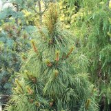 Pinus koraiensis 'Dragon's Eye' | Pinus koraiensis 'Dragon Eye' | Pinus ...