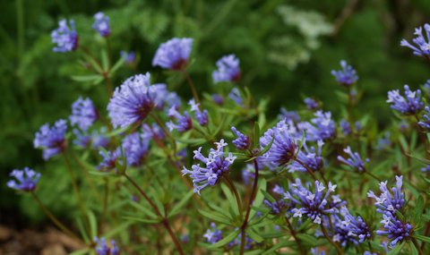 Asperula orientalis | Blue Woodruff | plant lust