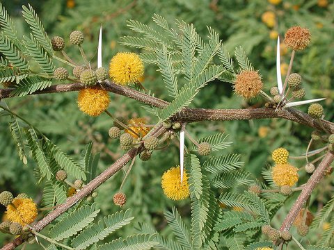 Acacia farnesiana | Acacia farnesiana ssp. minuta x smallii | Acacia ...