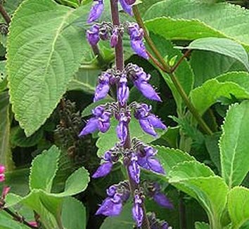 Plectranthus from multiple nurseries on Plant Lust