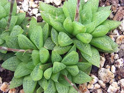 Haworthia turgida var. suberecta | Haworthia turgida | Haworthia ...