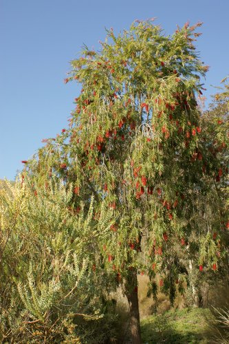 Callistemon viminalis | Weeping Bottlebrush | plant lust