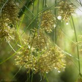 Cyperus papyrus | Cyperus 'Giant Egyptian' | Cyperus papyrus 'Giganteus ...