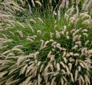Pennisetum from multiple nurseries on Plant Lust