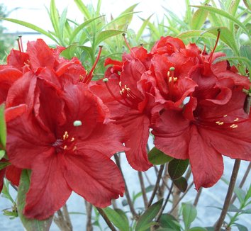 Azalea from multiple nurseries on Plant Lust