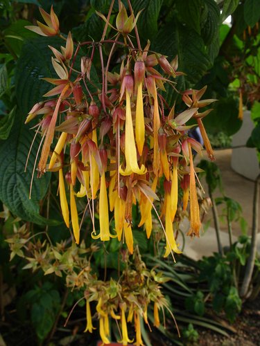 Csapodya splendens | Deppea splendens | plant lust