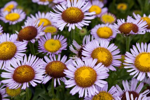 Erigeron glaucus 'Bountiful' | Bountiful Seaside Daisy | plant lust