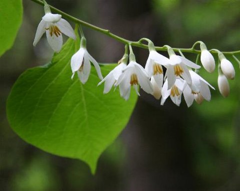 Pterostyrax hispidus | Pterostyrax hispida | Epaulette Tree | Fragrant ...