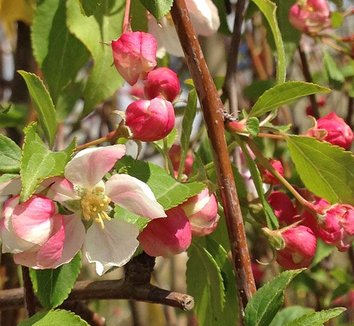 Malus from multiple nurseries on Plant Lust