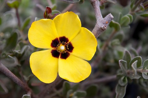 Halimium 'Sarah' | Halimium x 'Sarah' | plant lust