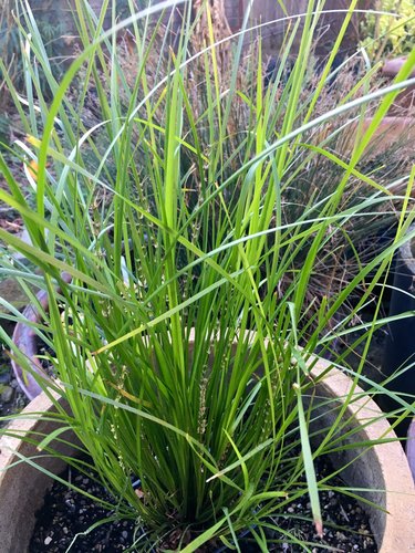 Lomandra longifolia Breeze™ PP15420 | Lomandra longifolia 'Breeze ...