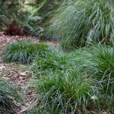 Carex divulsa | Carex tumulicola | Berkeley Sedge | European Meadow ...