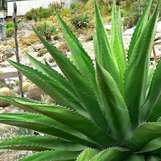 Agave gentryi | | plant lust