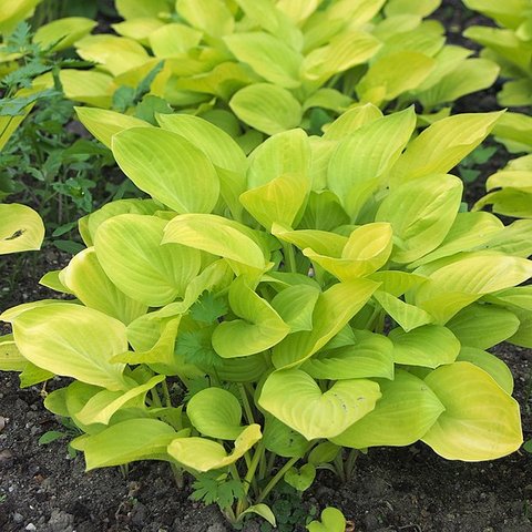 Hosta 'Golden Scepter' | | plant lust