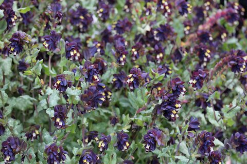Cerinthe retorta | Greek Cerinthe | plant lust