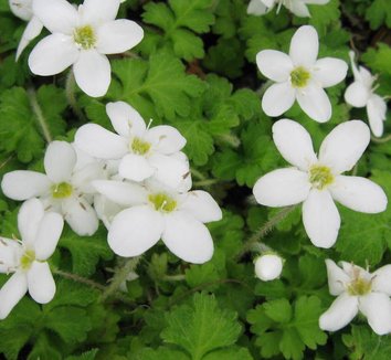 Ellisiophyllum from multiple nurseries on Plant Lust