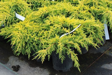 Juniperus chinensis 'Bakaurea' | Juniperus chinensis 'Gold Star' | Gold ...