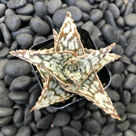 Aloe 'Snowstorm' | | plant lust