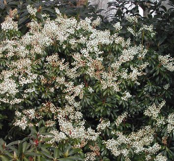 Pieris from multiple nurseries on Plant Lust