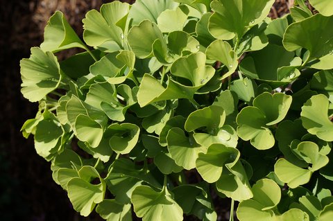 Ginkgo biloba 'Mariken' | Ginkgo biloba 'Mareken' | Ginkgo biloba ...