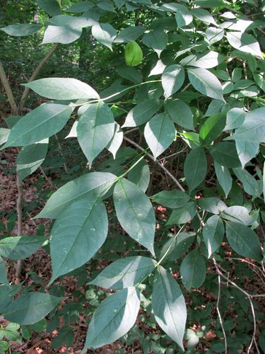 Staphylea trifolia | American Bladdernut | American Bladderpod | plant lust