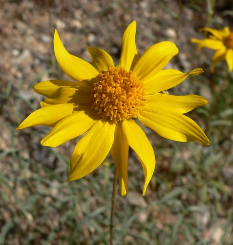 Heliomeris multiflora var. nevadensis | Viguiera multiflora | Longleaf ...