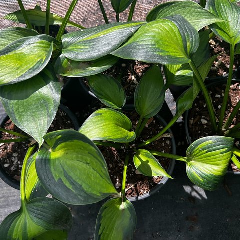 Hosta 'Justine' | | plant lust