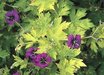 Geranium | plant lust