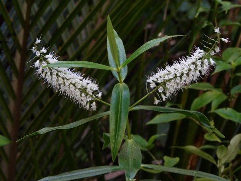 Hebe salicifolia | Koromiko | Willow-leaved Hebe | plant lust