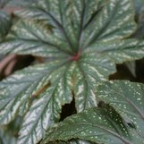 Begonia 'Gryphon' | plant lust