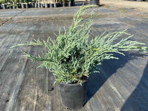 Juniperus chinensis 'Angelica Blue' | Angelica Blue Chinese Juniper ...
