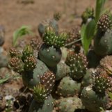 Opuntia fragilis var. denudata 'Potato' | Opuntia debreczyi var. denuda ...